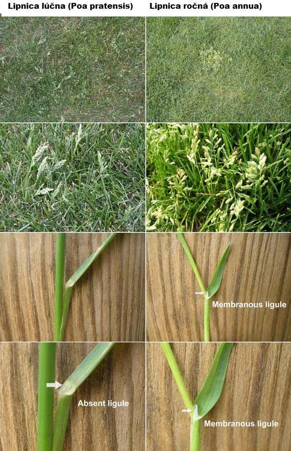 Burina v trávniku? Lipnica ročná (Poa annua ) vs. Lipnica lúčna (Poa ...